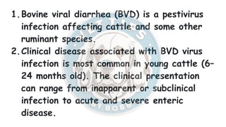 BVDpptx bovine medicine diseases now.pptx