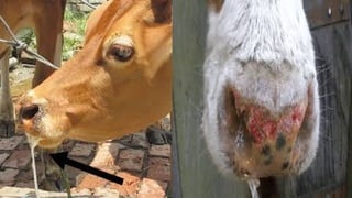 BVDpptx bovine medicine diseases now.pptx