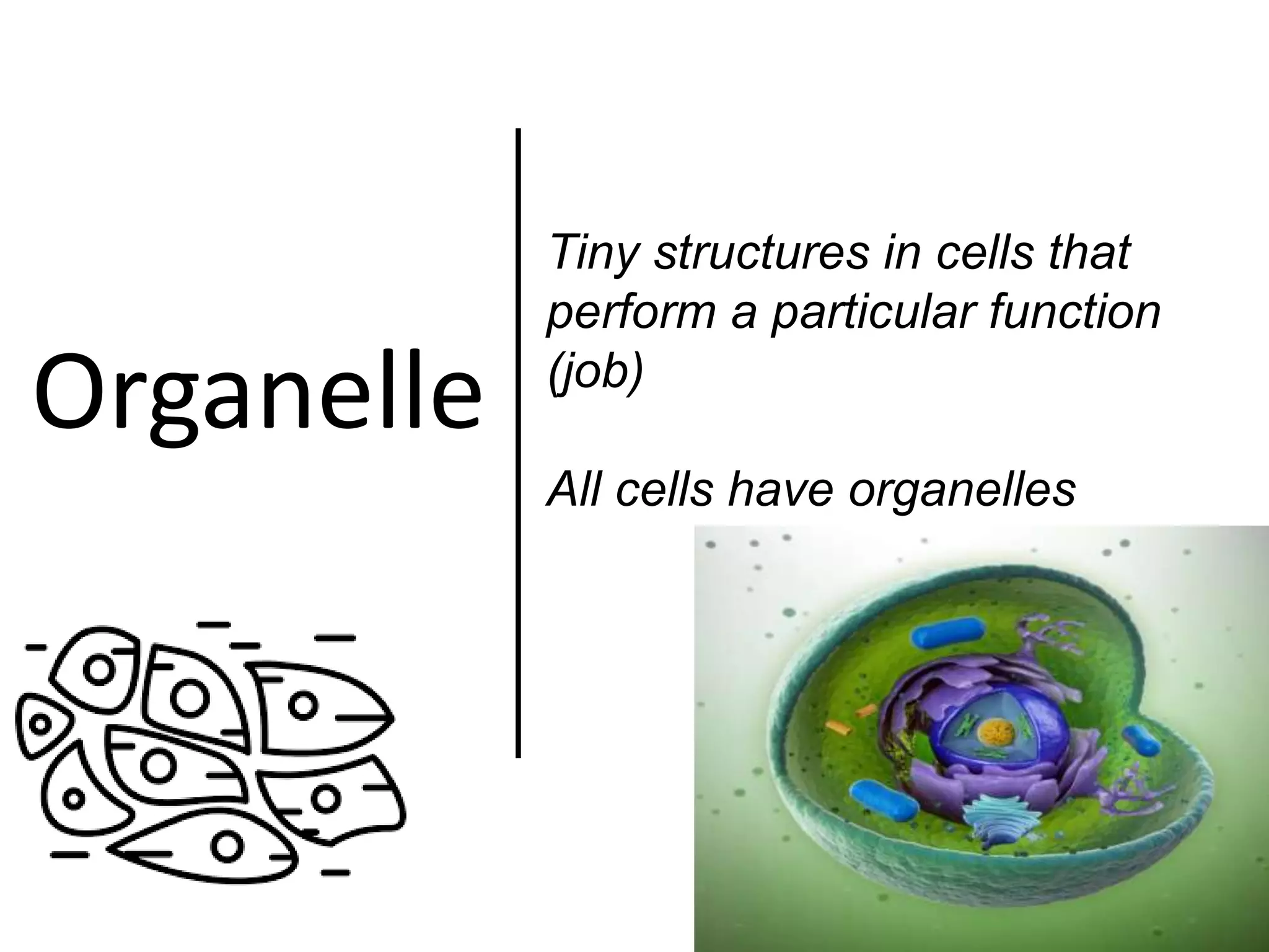 BWA-L2-Plant-and-Animal-Cells.ppt | Biological Sciences | Science