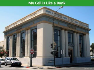BWA-L2-Plant-and-Animal-Cells.ppt
