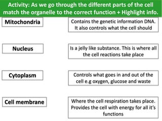BWA-L2-Plant-and-Animal-Cells.ppt