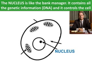 BWA-L2-Plant-and-Animal-Cells.ppt
