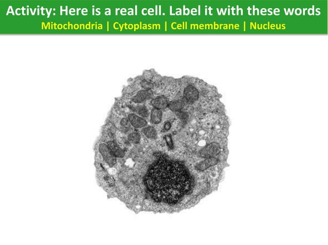 BWA-L2-Plant-and-Animal-Cells.ppt | Biological Sciences | Science