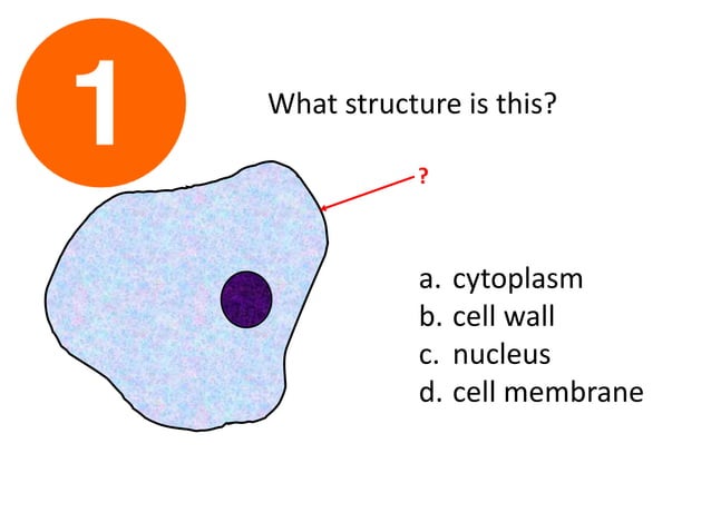 BWA-L2-Plant-and-Animal-Cells.ppt | Biological Sciences | Science