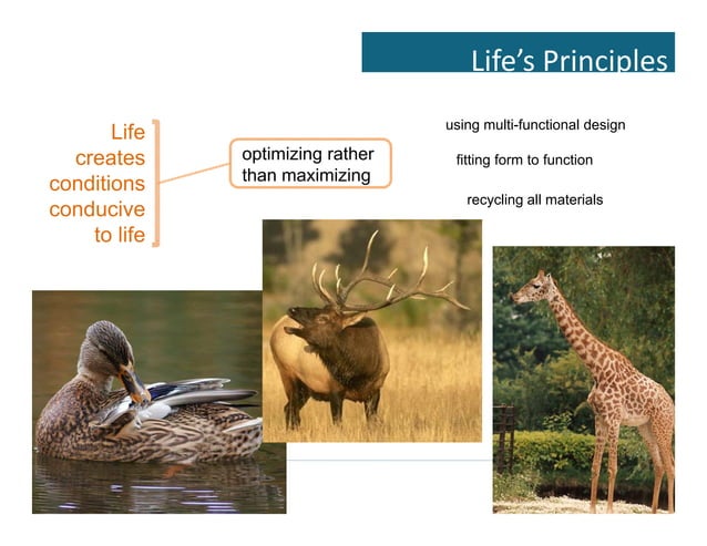 Biomimicry: Emulating Nature's Genius | PPT