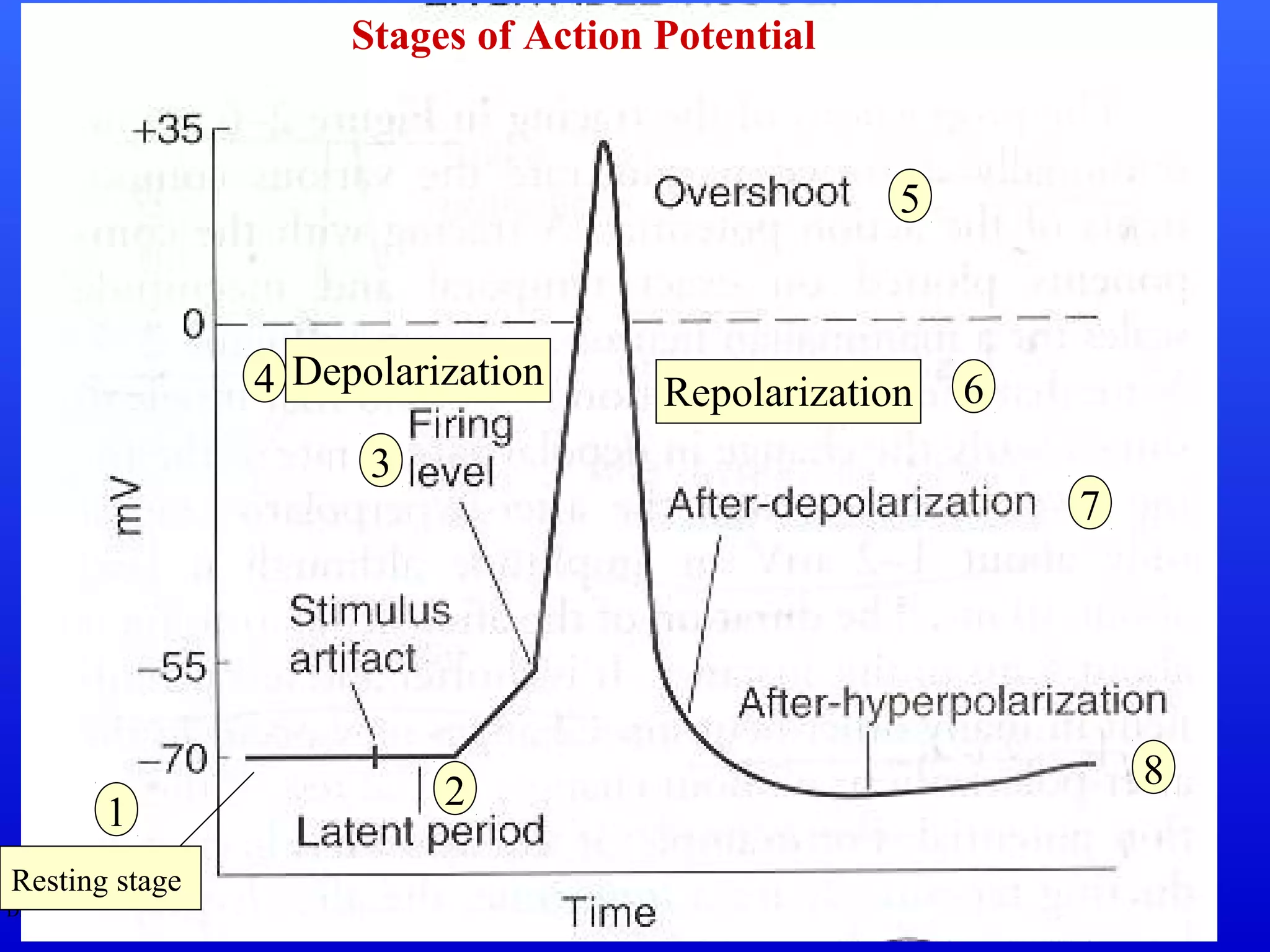 Action Potential | PPT