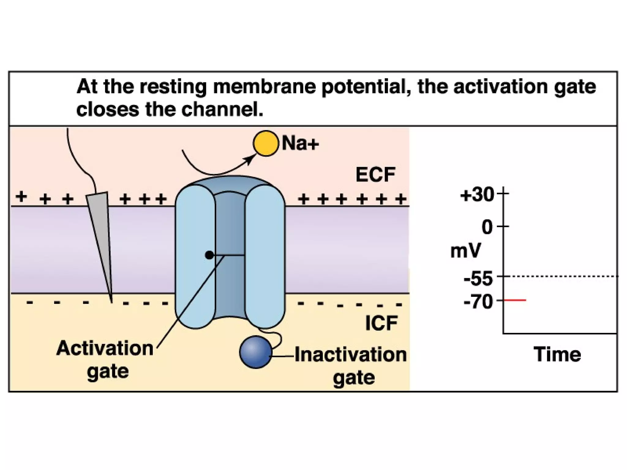 Action Potential | PPT