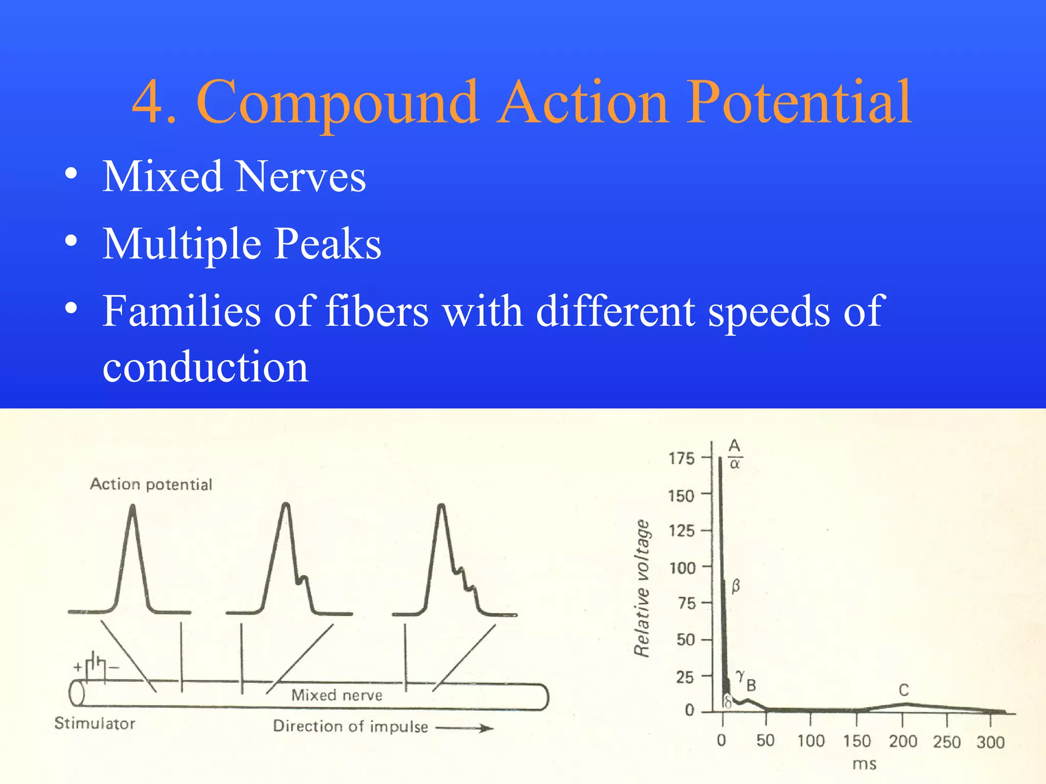 Action Potential | PPT