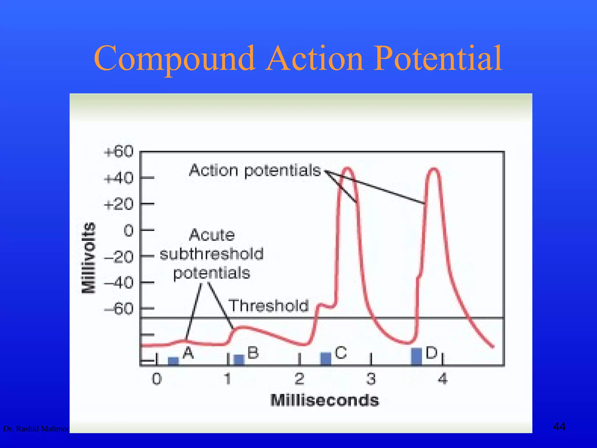Action Potential | PPT