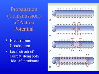 Action Potential Propagation