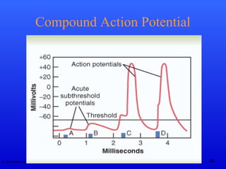 Action Potential Diagram Labeled