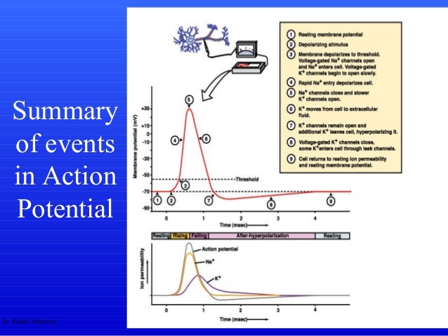 Action Potential