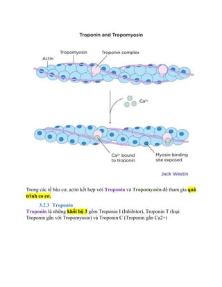 Bộ xương TB | DOCX