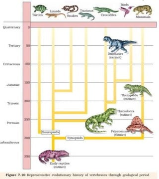 Ch 7 -evolution | PDF