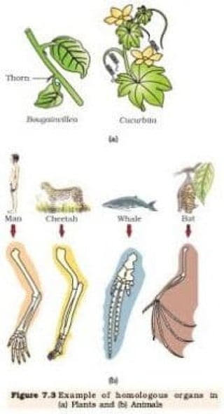 Ch 7 -evolution | PDF