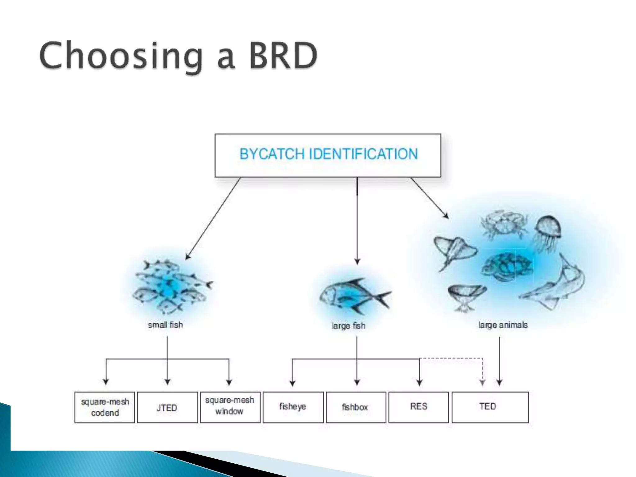 Bycatch Reduction Devices | PPTX