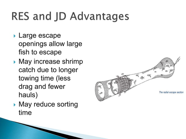 Bycatch Reduction Devices | PPTX