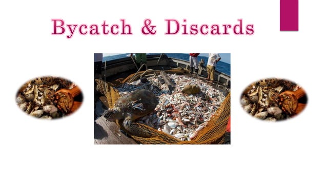 Bycatch and Discard and their sollution & effect | PPTX | Zoos ...