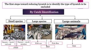 Bycatch and Discard and their sollution & effect | PPTX
