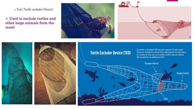 Bycatch and Discard and their sollution & effect | PPTX | Zoos ...