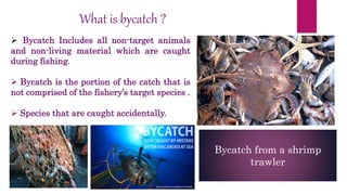 Bycatch and Discard and their sollution & effect | PPTX