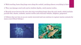 Bycatch and Discard and their sollution & effect | PPTX