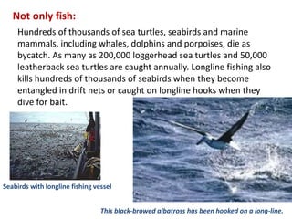 Bycatch and discards from fishing trawls | PPTX