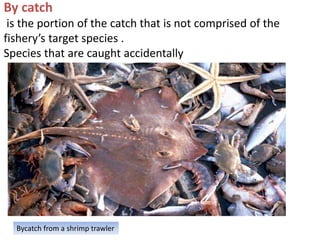 Bycatch and discards from fishing trawls | PPTX