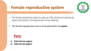 Female reproductive system,menstrual cycle, pregnancy, pregnancy ...