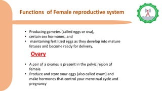 Female reproductive system,menstrual cycle, pregnancy, pregnancy ...