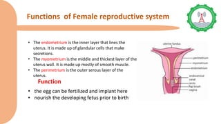 Female reproductive system,menstrual cycle, pregnancy, pregnancy ...