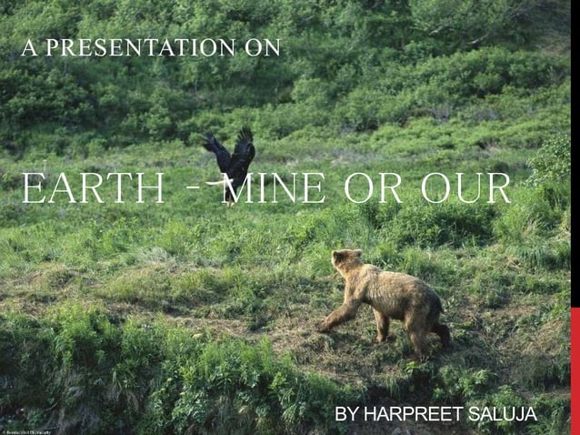 Cruelty Against Animals | PPT