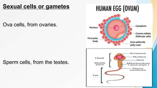 REPRODUCTION IN ANIMALS.pptx