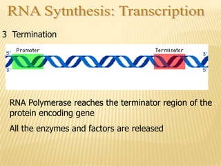 By hsieh and chua central dogma of molecular biology | PPTX | Chemistry ...