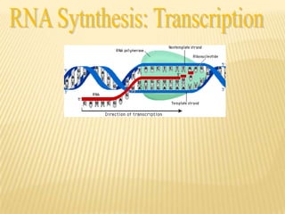 By hsieh and chua central dogma of molecular biology | PPTX | Chemistry | Science