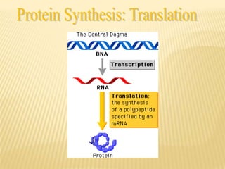 By hsieh and chua central dogma of molecular biology | PPTX | Chemistry | Science