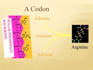 By hsieh and chua central dogma of molecular biology | PPTX | Chemistry ...
