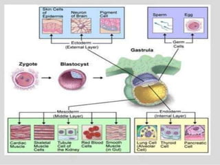 Organogenesis | PPTX