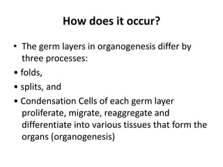 Organogenesis | PPTX