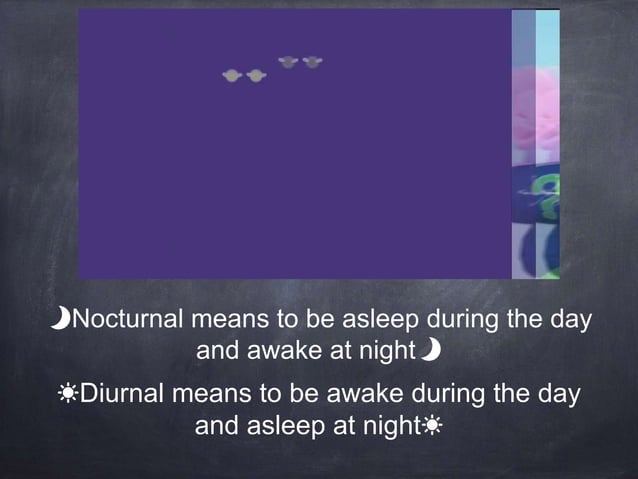 Nocternal Diurnal | PPT