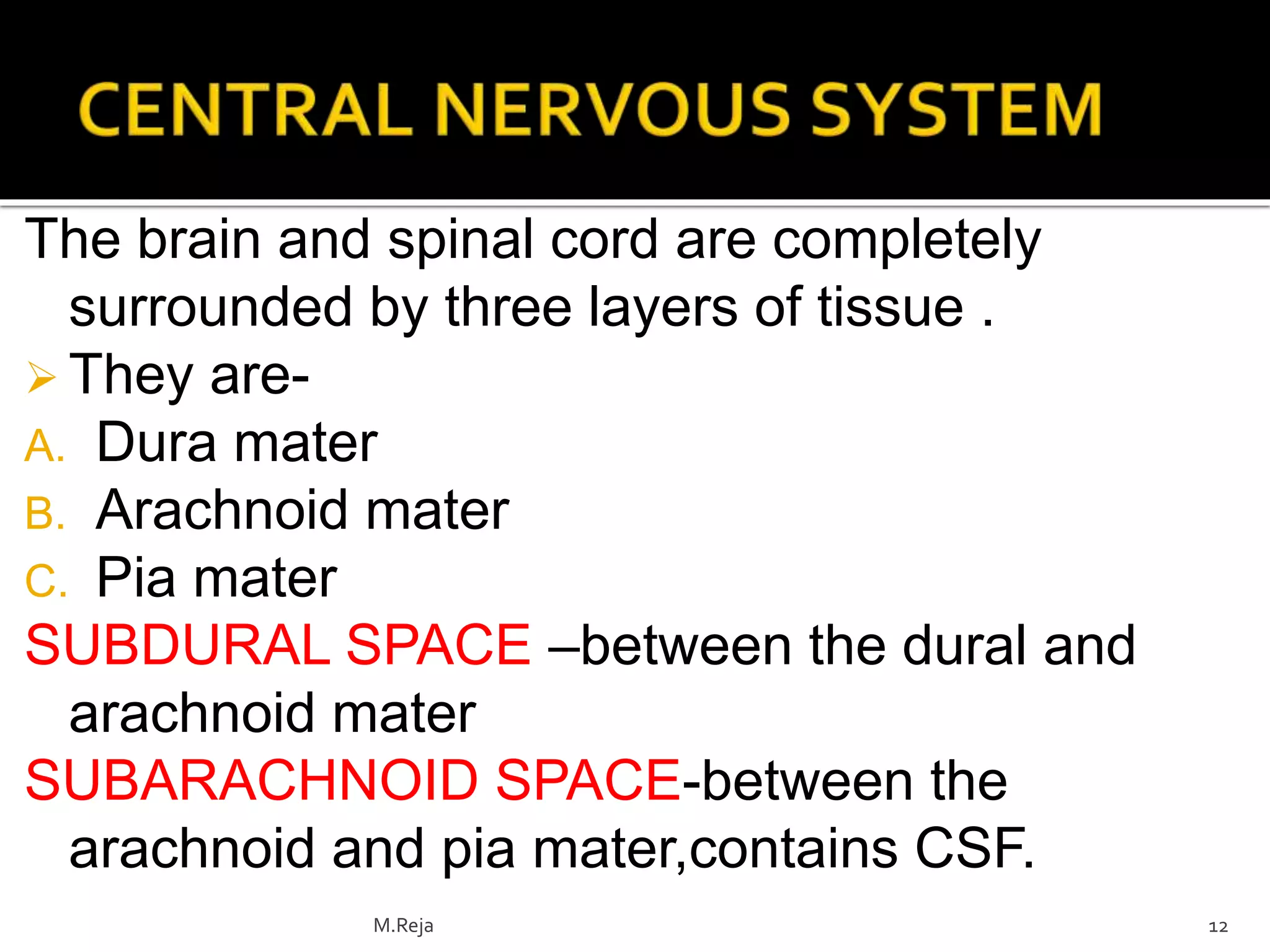 NERVOUS SYSTEM by MAMUN REJA | PPTX | Brain and Nervous System ...
