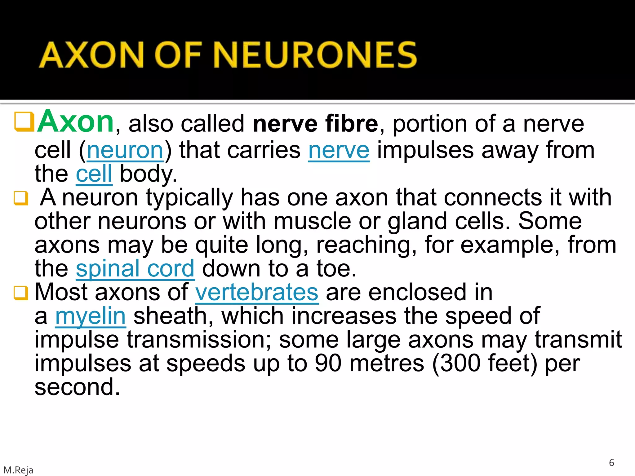 NERVOUS SYSTEM by MAMUN REJA | PPTX | Brain and Nervous System ...