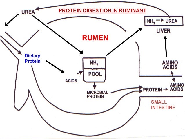 Bypass Fat And Bypass Protein In Livestock Feeding