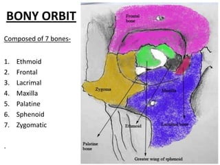 By pd anatomy of the orbit | PPTX
