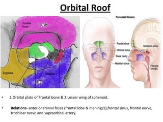 By pd anatomy of the orbit | PPT