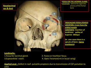 By pd anatomy of the orbit | PPTX