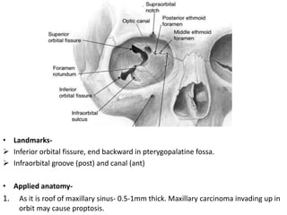 By pd anatomy of the orbit | PPTX