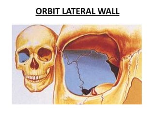 By pd anatomy of the orbit | PPTX