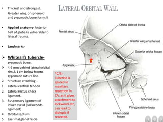By pd anatomy of the orbit | PPTX