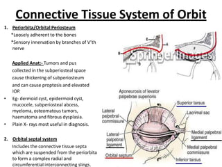 By pd anatomy of the orbit | PPTX